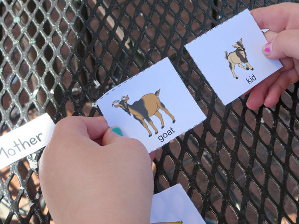 Baby Animal Names (FREE Downloadable Matching Activity)